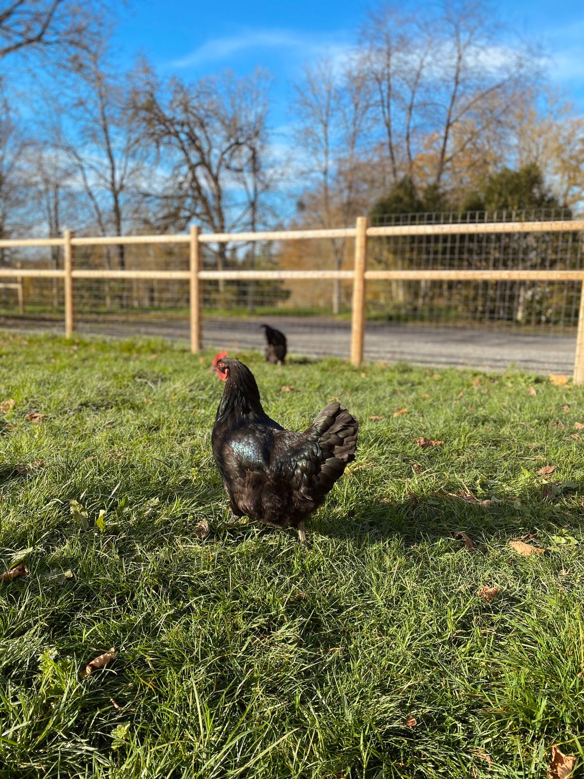 Une espèce rare et locale: la poule du Cotentin - Chateau de Canisy